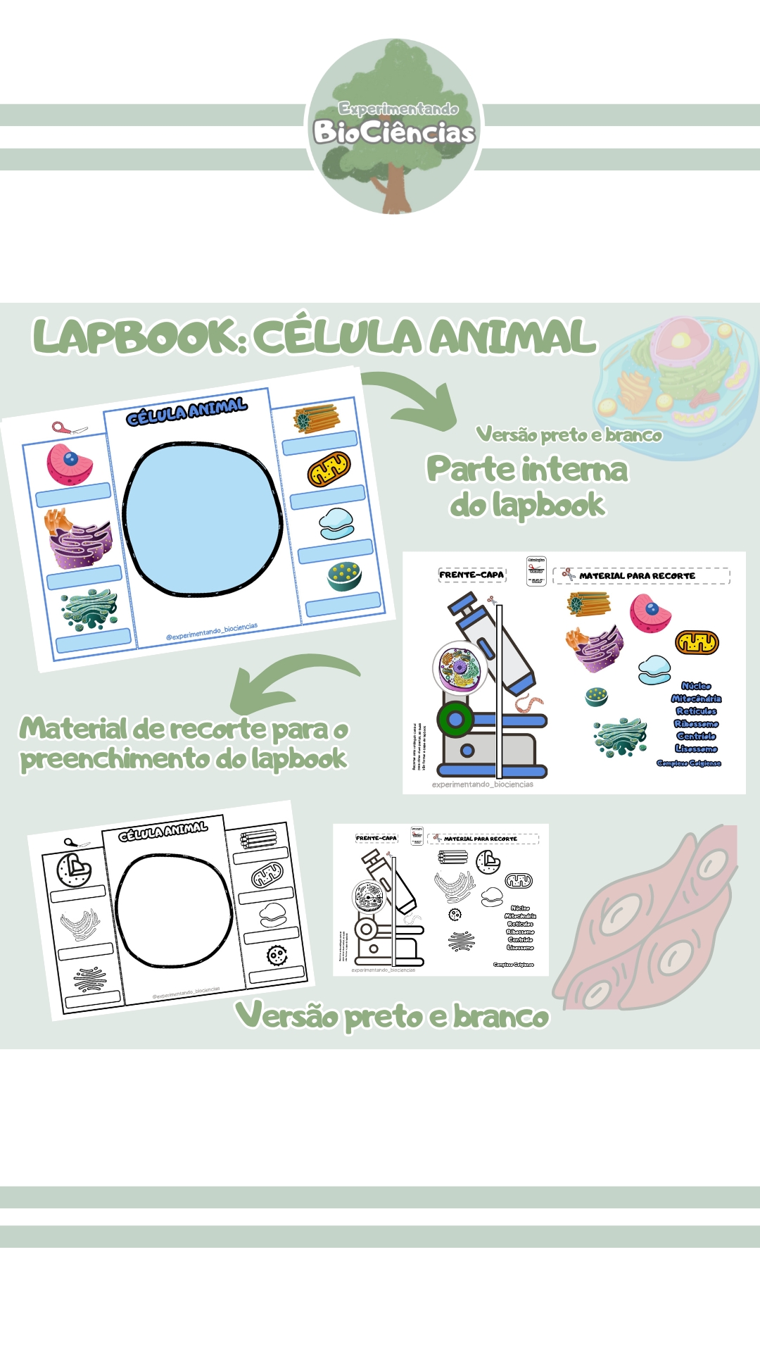 17-Lapbook célula animal – Experimentando BioCiências