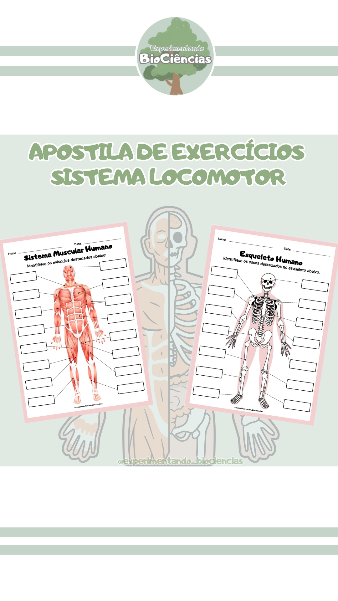116 Apostila De Exercício Sistema Locomotor Experimentando Biociências
