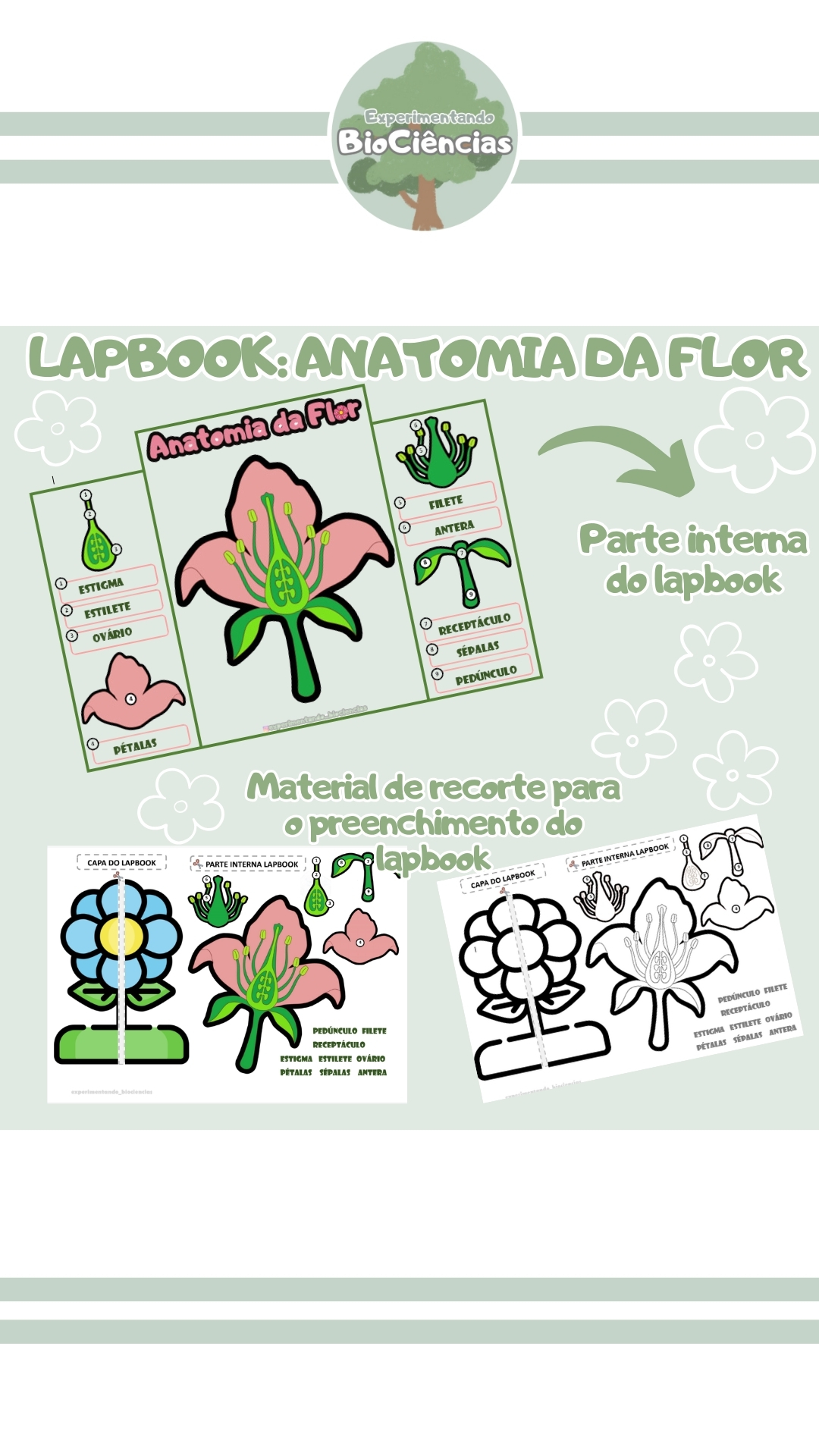 50-Lapbook anatomia da flor – Experimentando BioCiências